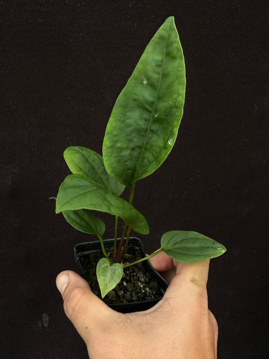 Anthurium Hybrids – understoryoasis
