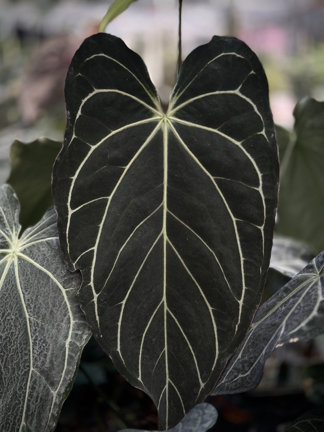 Anthurium Hybrids – understoryoasis