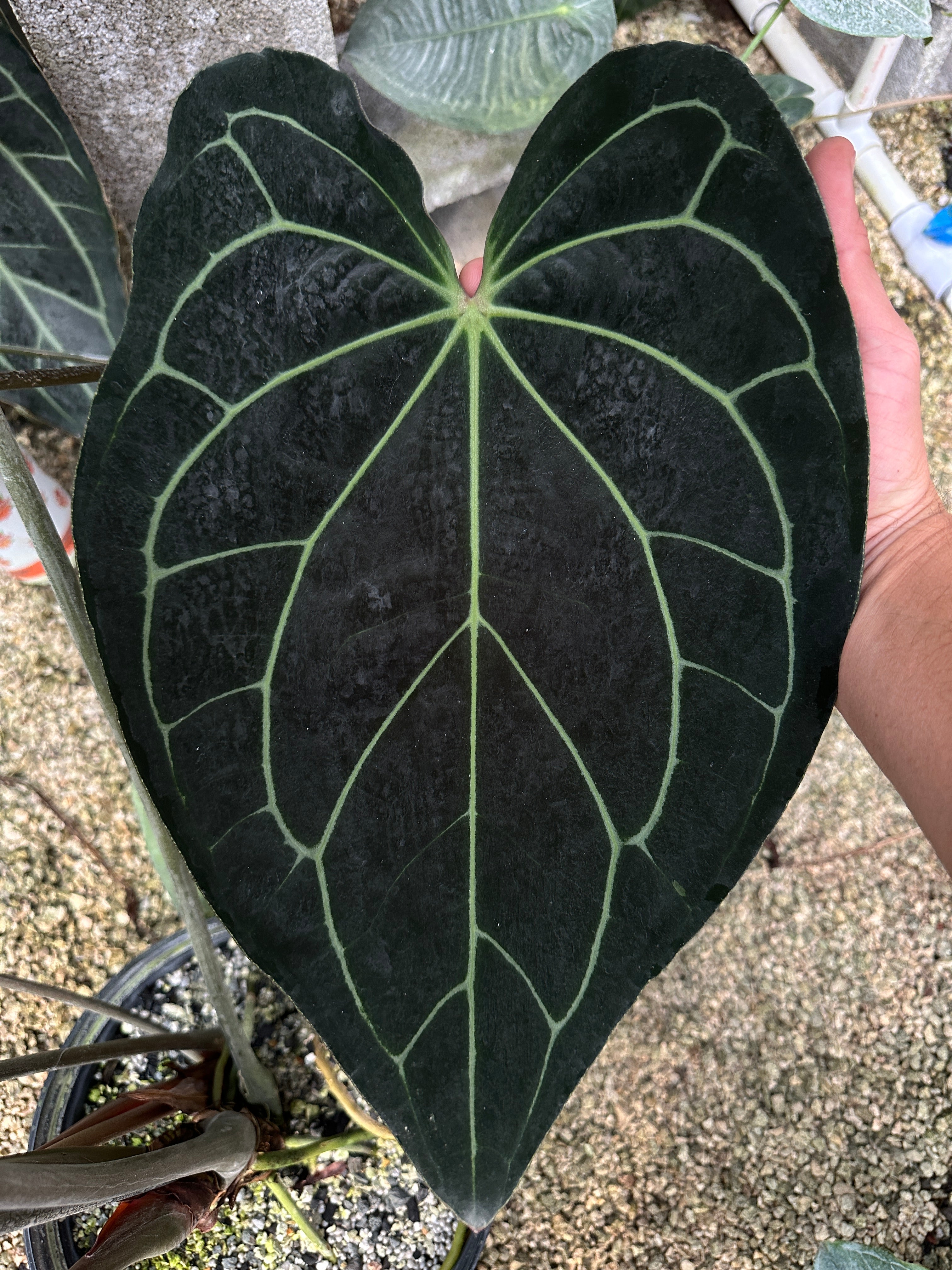Anthurium Hybrids – understoryoasis